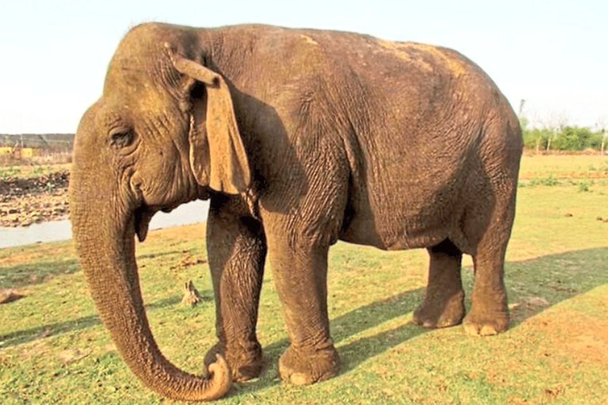 ‘Oldest’ elephant in captivity dies | The Star