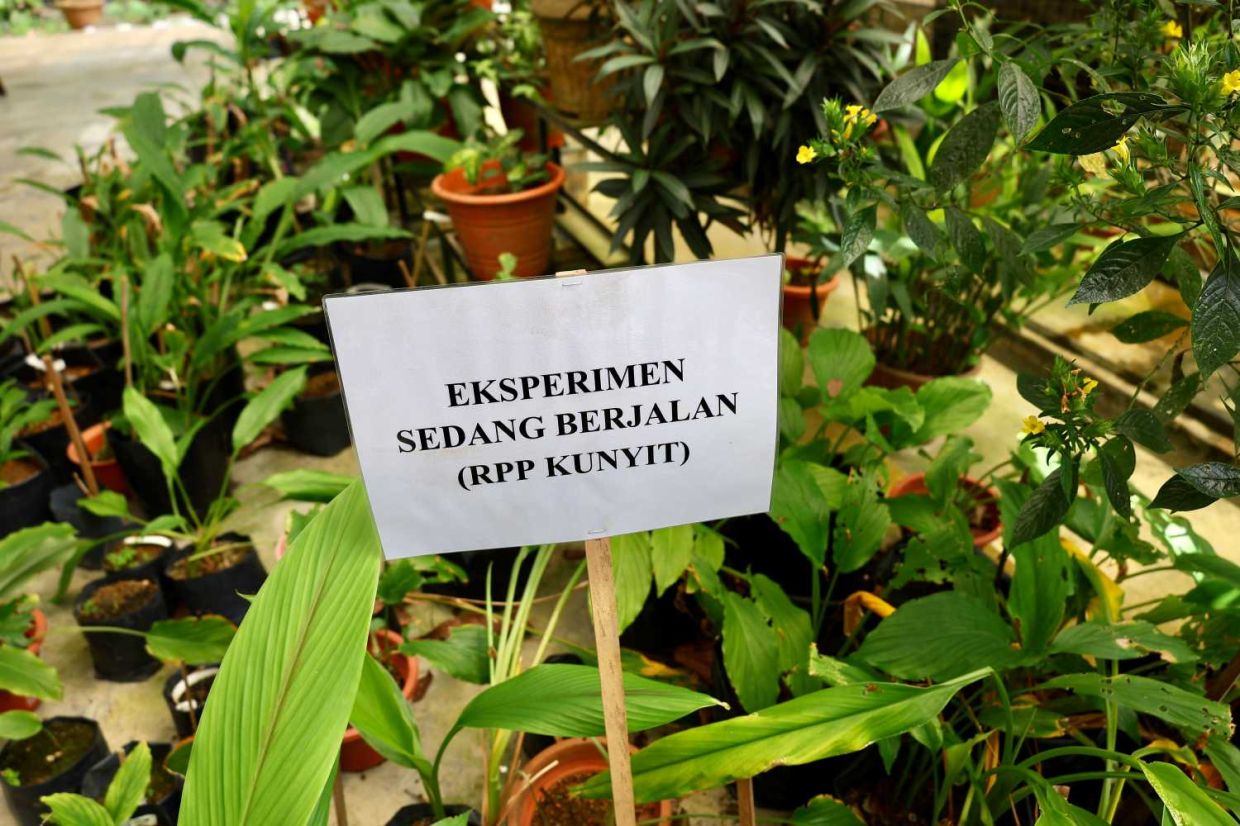 FRIM Selangor Forest Park is now a Unesco World Heritage Site | The Star