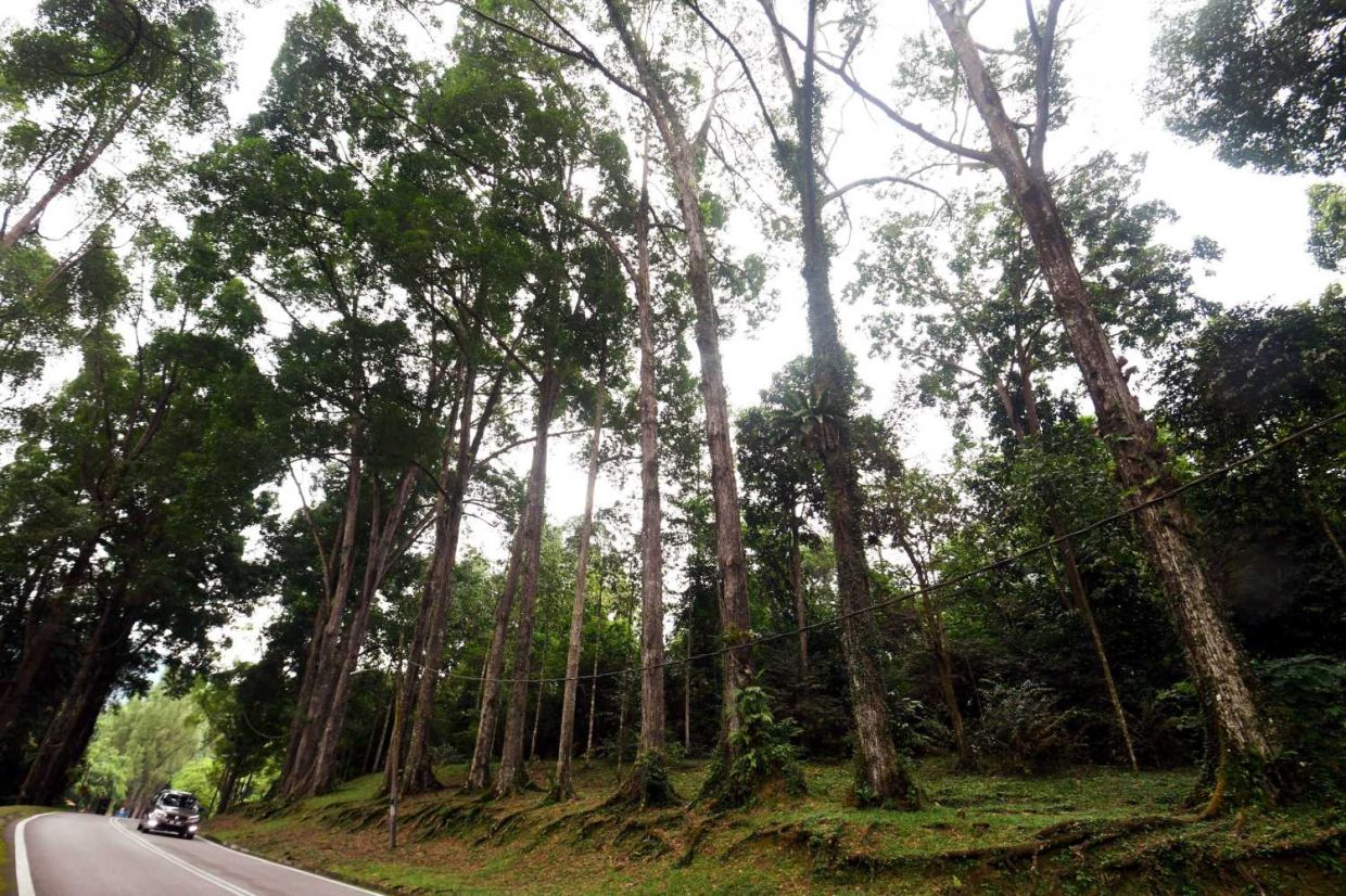 FRIM Selangor Forest Park is now a Unesco World Heritage Site | The Star