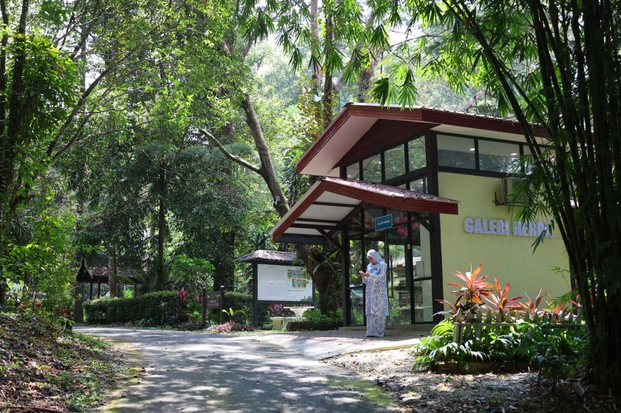 FRIM Selangor Forest Park is now a Unesco World Heritage Site | The Star