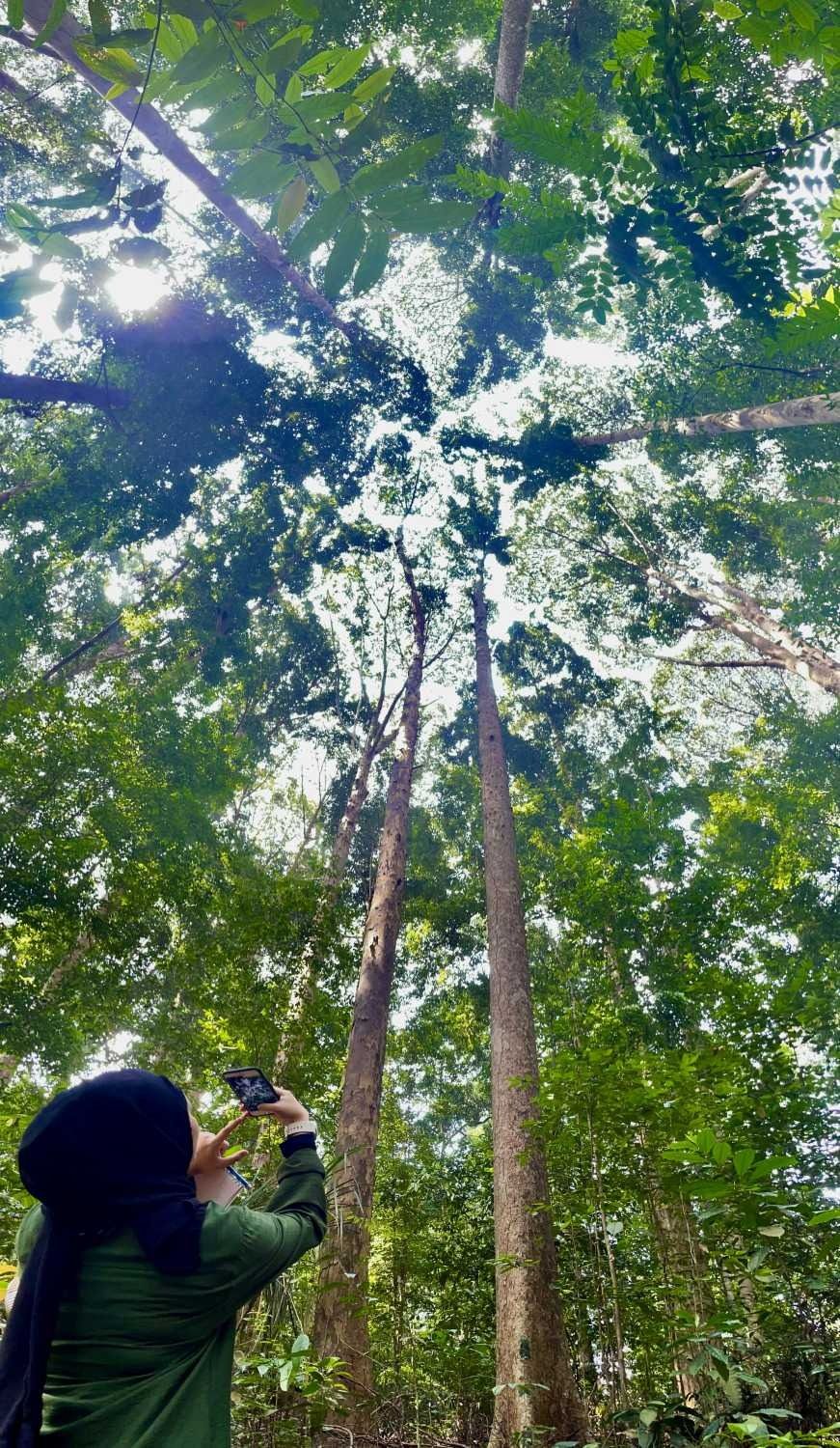 FRIM Selangor Forest Park is now a Unesco World Heritage Site | The Star