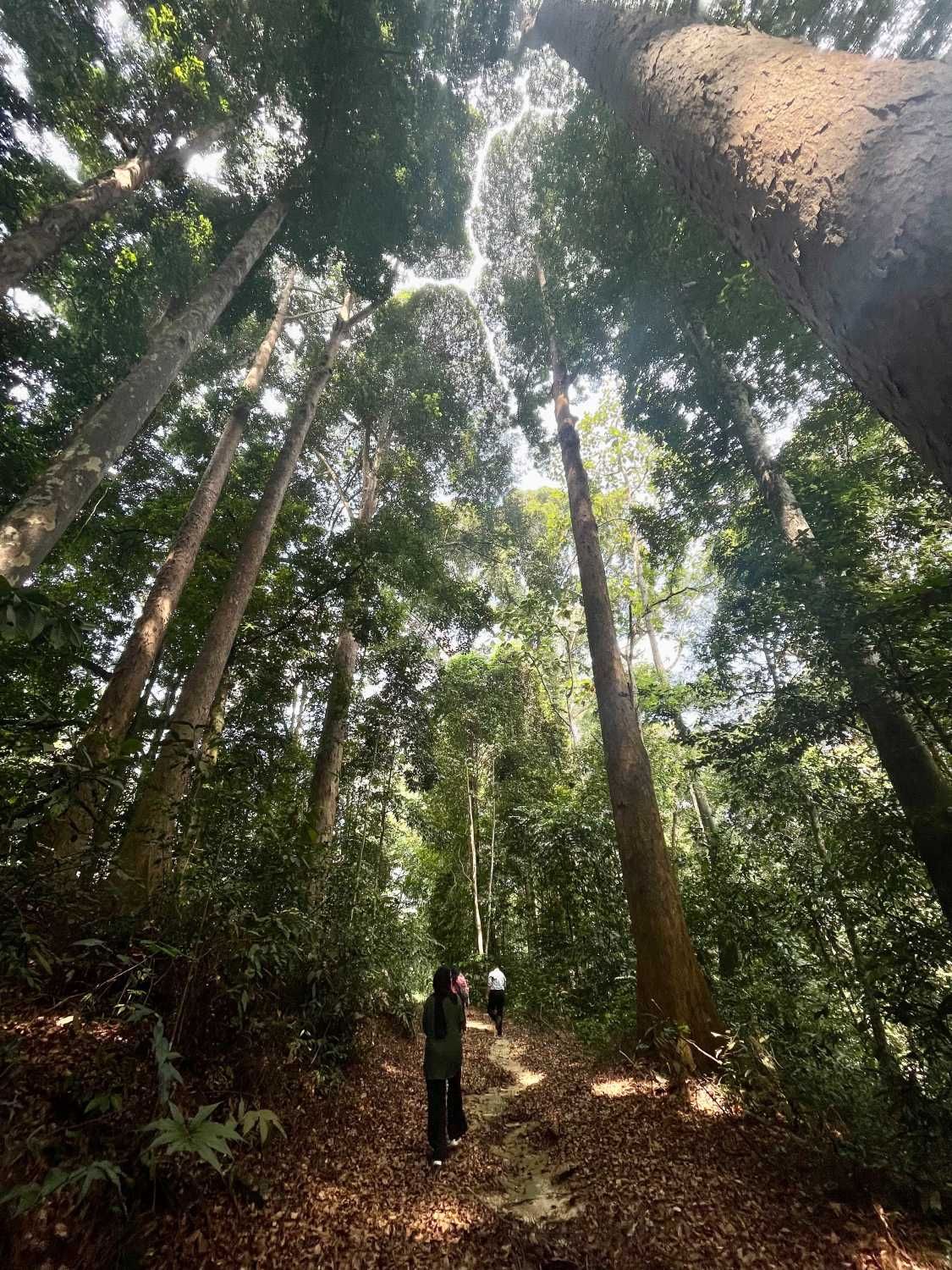 FRIM Selangor Forest Park is now a Unesco World Heritage Site | The Star