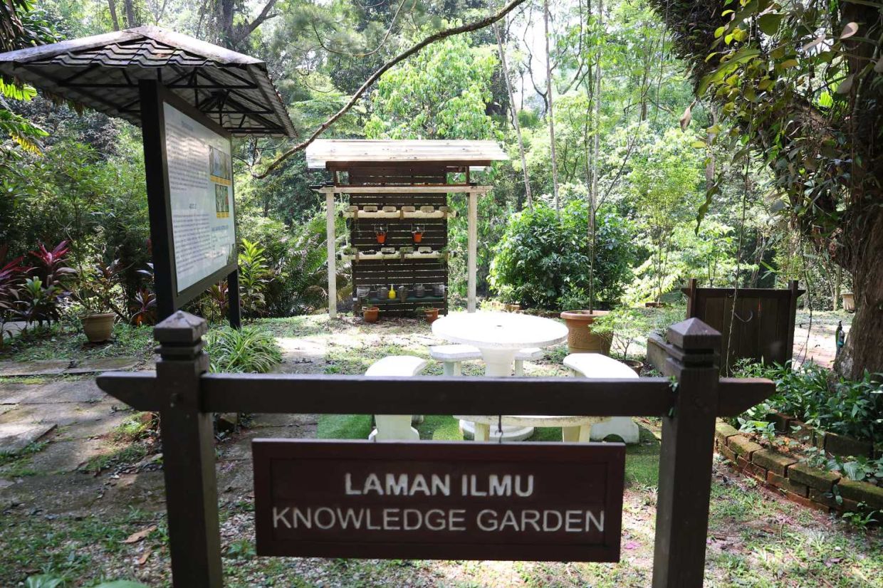 FRIM Selangor Forest Park is now a Unesco World Heritage Site | The Star