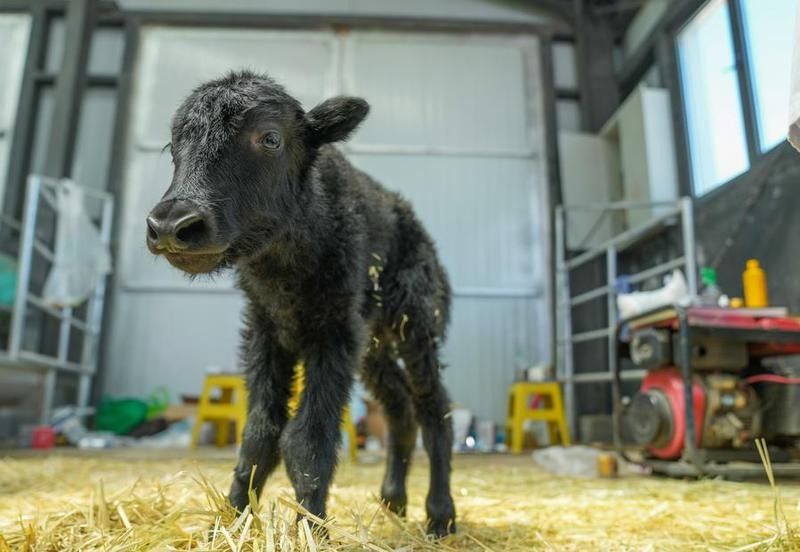 Chinese scientists successfully clone yak | The Star