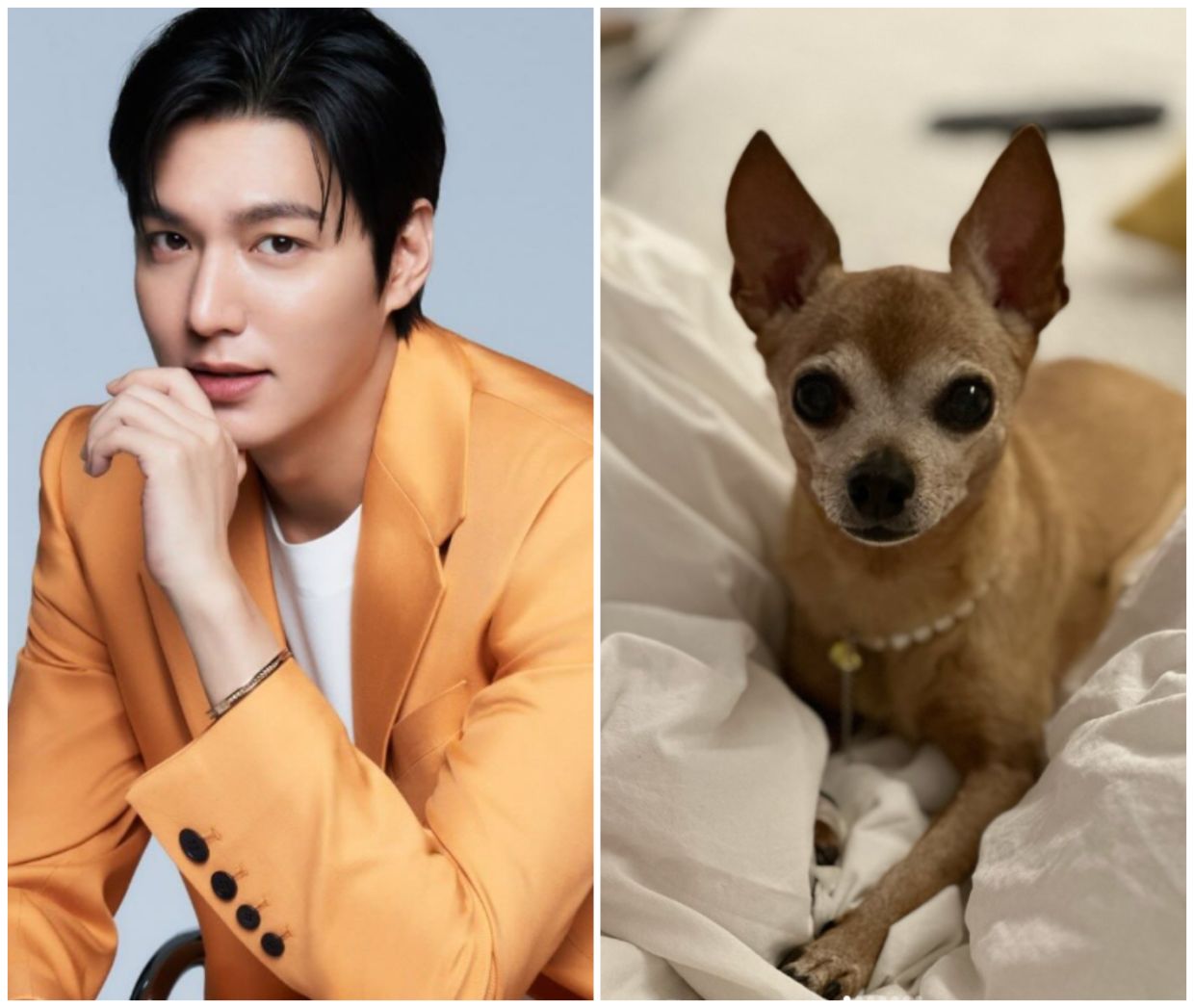 South Korean star Lee Min-ho mourns death of pet dog Choco | The Star
