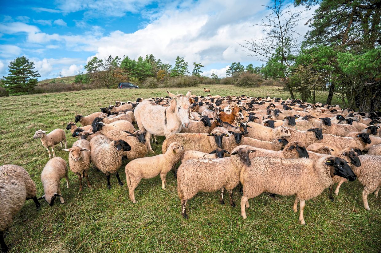 No bark, just brays: Donkeys, not dogs, herd sheep in Germany | The Star