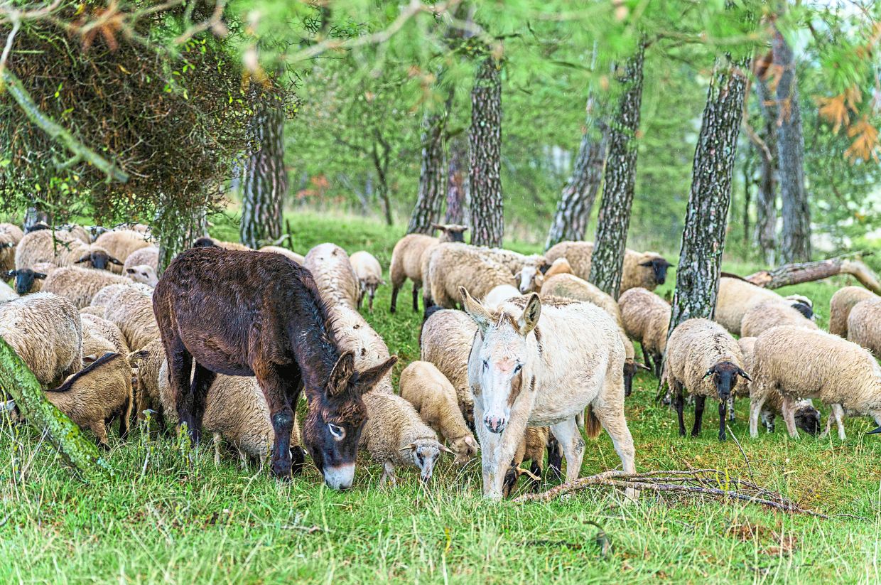 No bark, just brays: Donkeys, not dogs, herd sheep in Germany | The Star