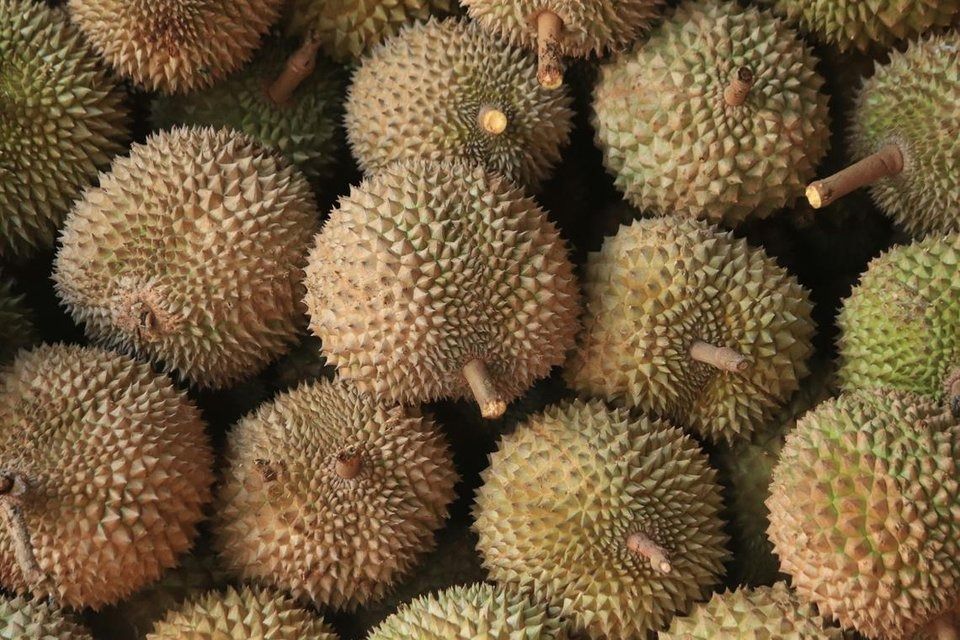 Man in Thailand injured after falling face first onto durian in traffic ...