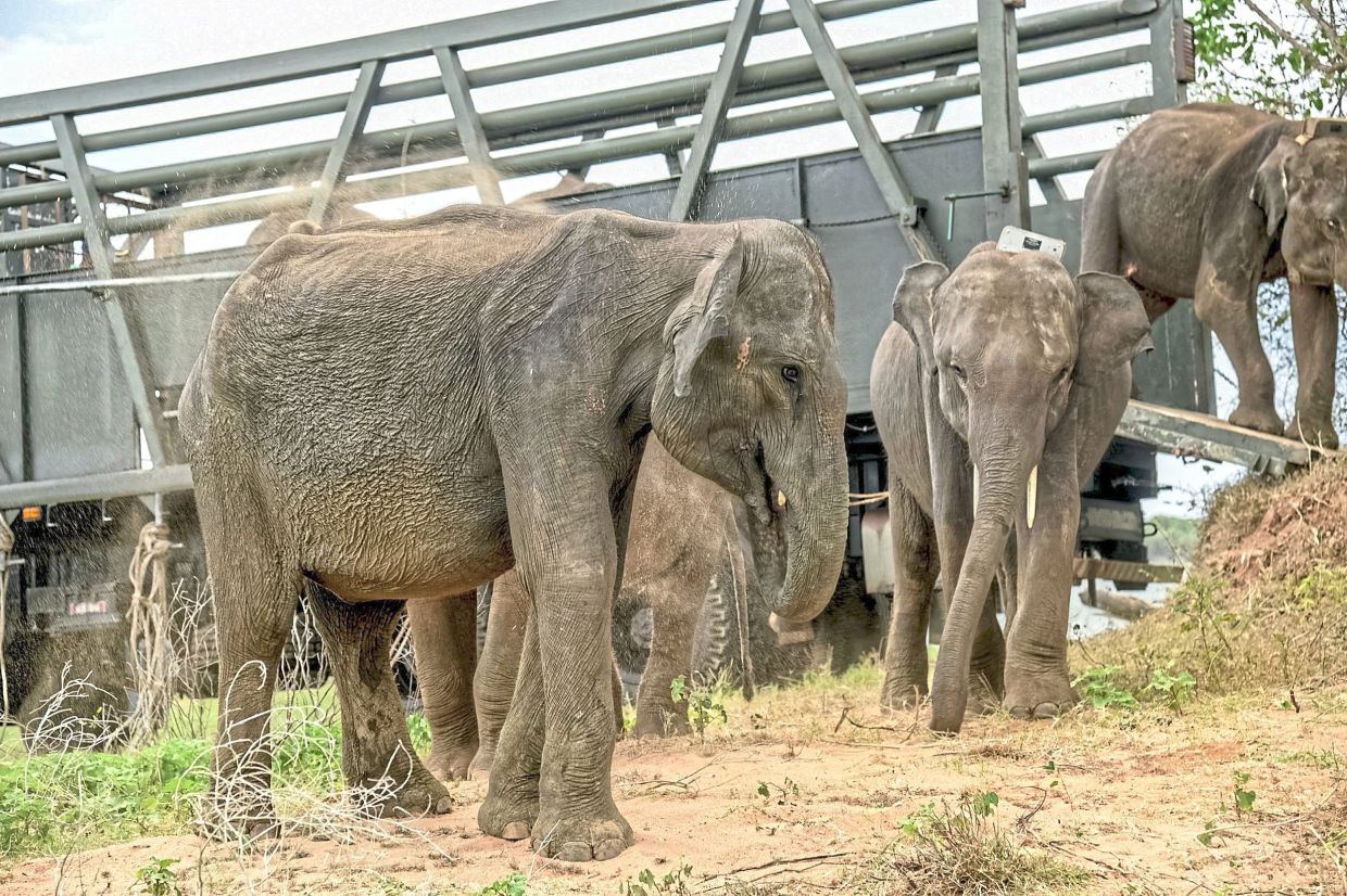 Orphaned elephants return to the wild | The Star