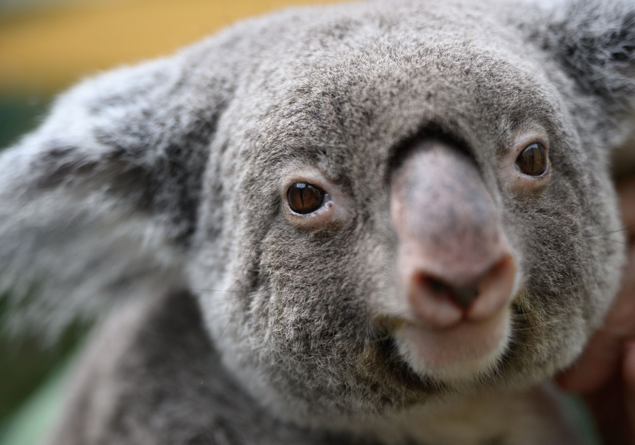 Koalas live in the trees and die on the ground, research shows | The Star