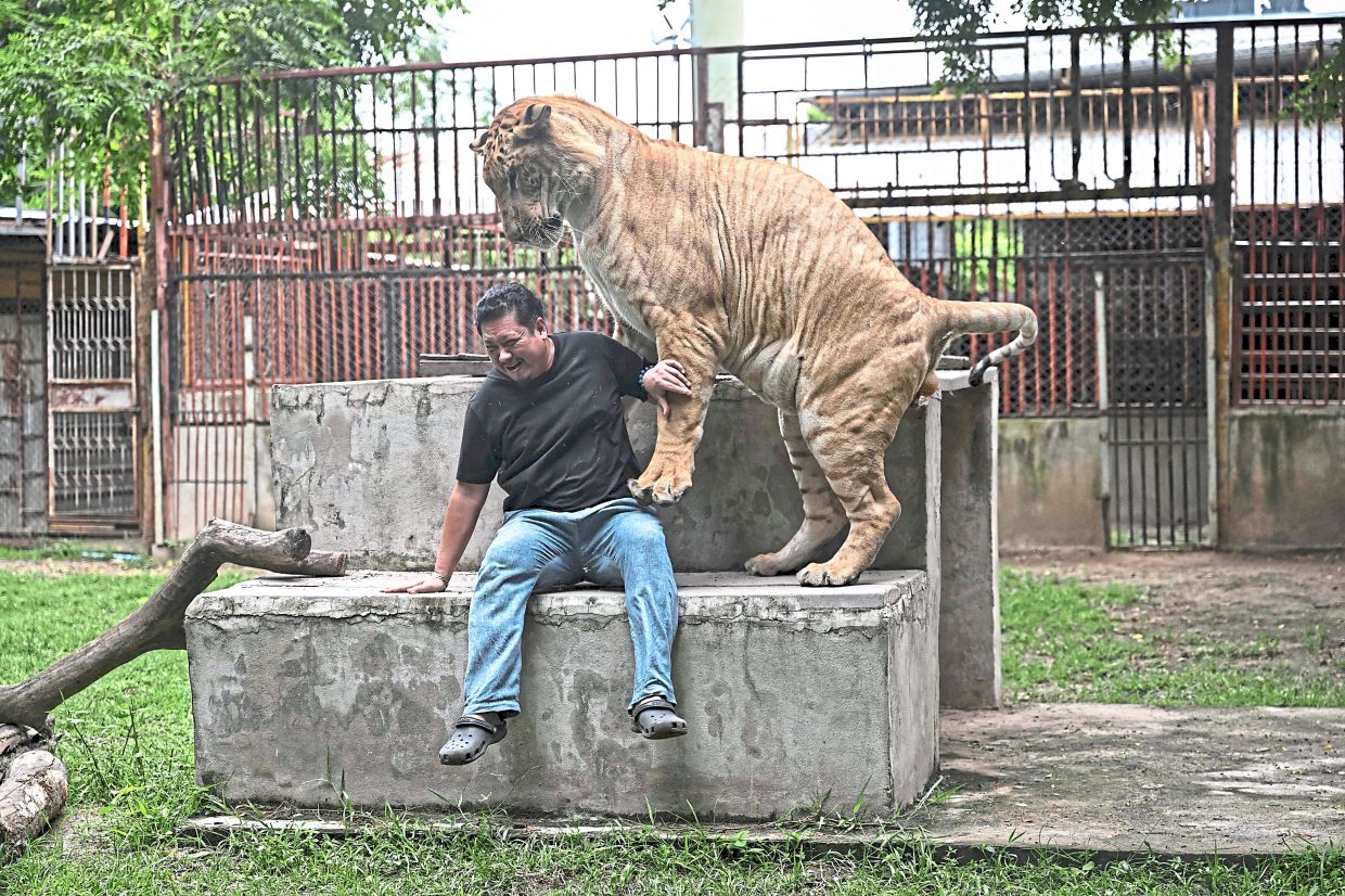 Thailand's big cat problem: The country's captive lion population has ...