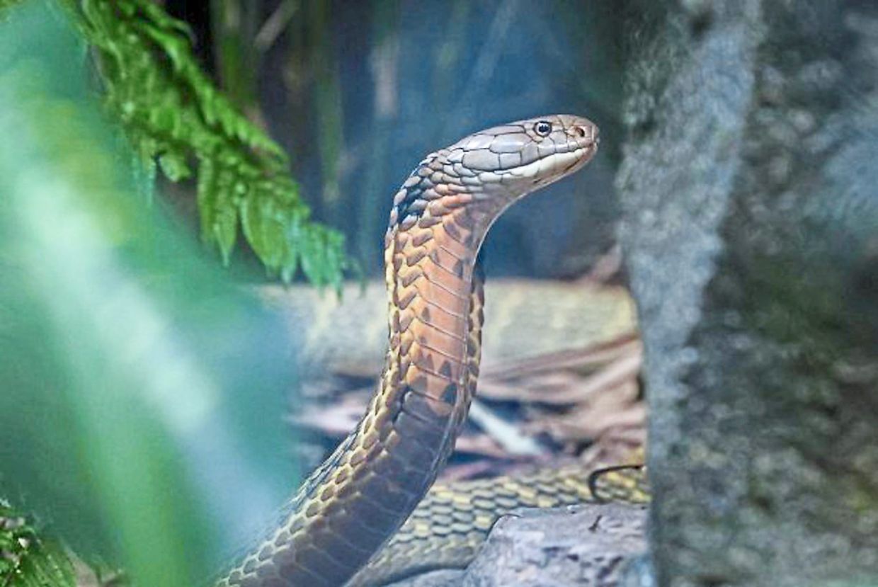 Toddler survives deadly encounter with cobra by biting its head off ...