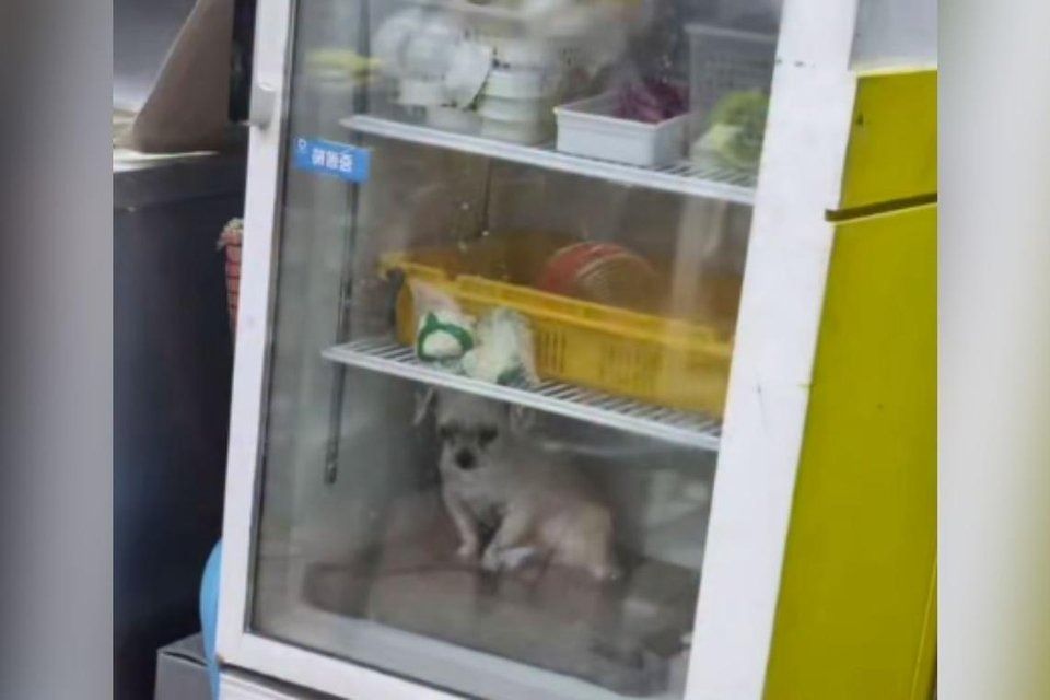 South Korean restaurant owner puts pet dog inside fridge to prevent ...