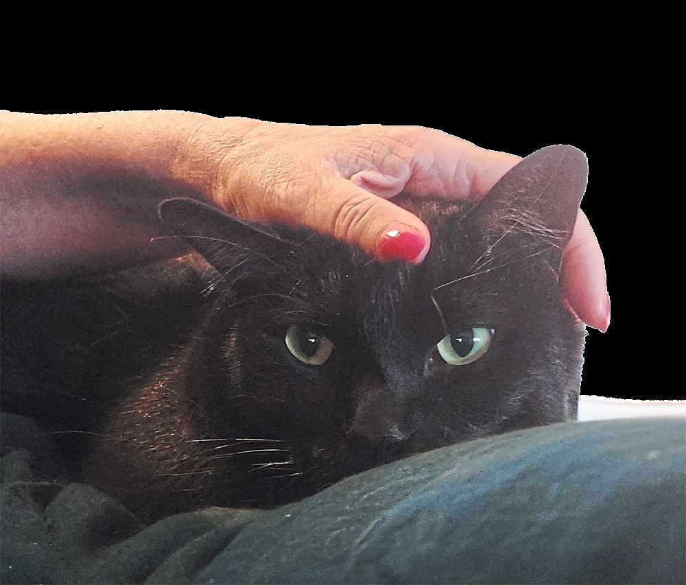 Katz Tales: The great furry sofa tuna revolution | The Star