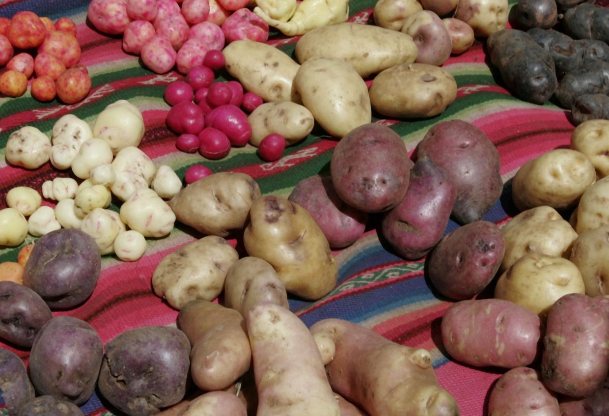 Evolutionary origins of the potato revealed - and a tomato was involved ...