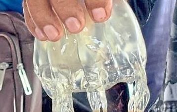 Son of Perak's Sultan Nazrin's among participants of jellyfish-hit swim ...