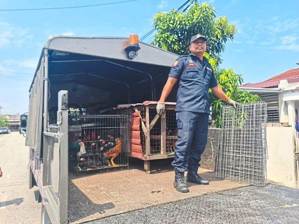 MBDK gets tough, home-based chicken traders’ goose is cooked | The Star