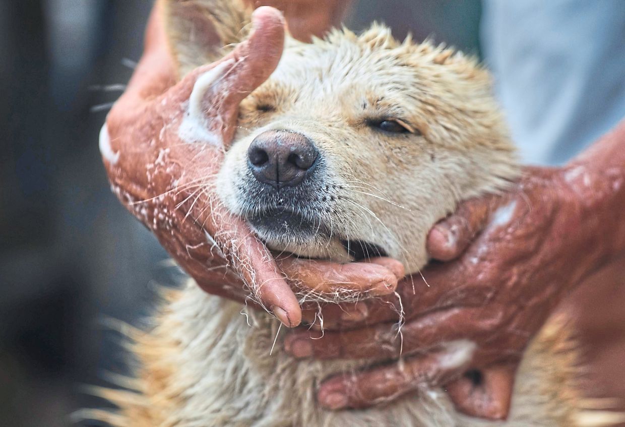 A rickshaw driver and his dog are winning hearts in Nepal's Kathmandu ...