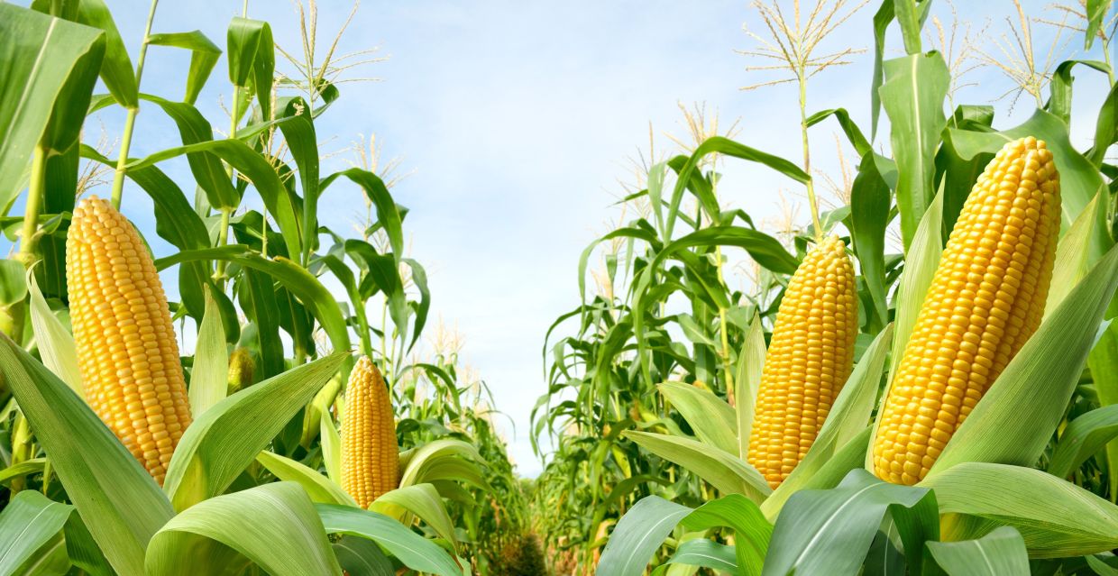 Study reveals how corn has evolved to sense and respond to the ...