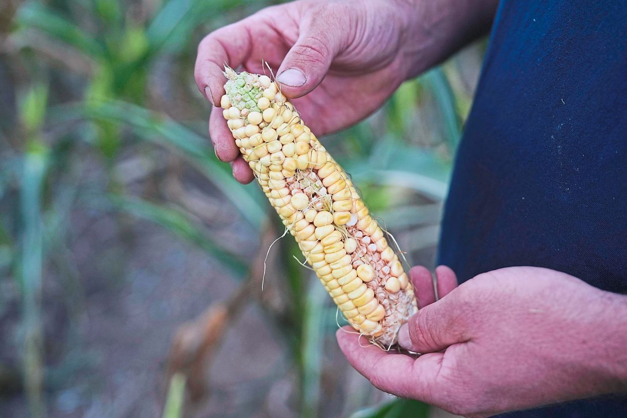 Climate change is making it harder to get a perfect ear of corn | The Star