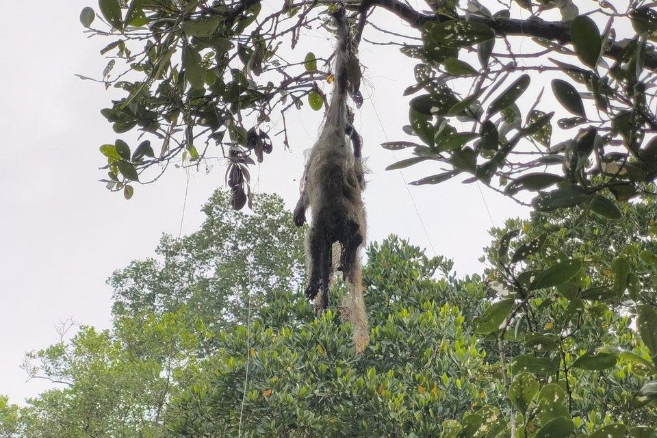 Young macaque found dead in fishing net on tree in Pulau Ubin ...