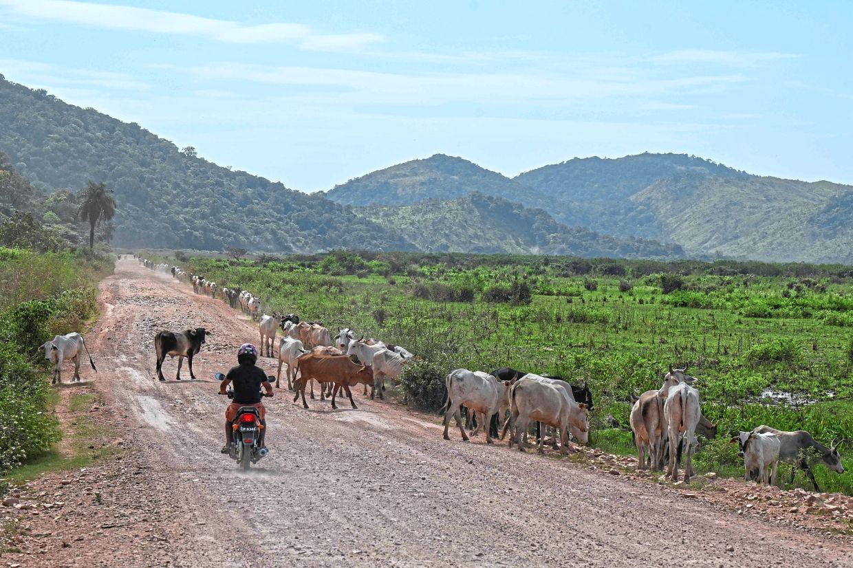 On the remote dirt road to riches | The Star