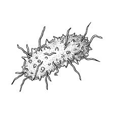 Quarantine extended in Mongolia's bubonic plague epicentre | The Star