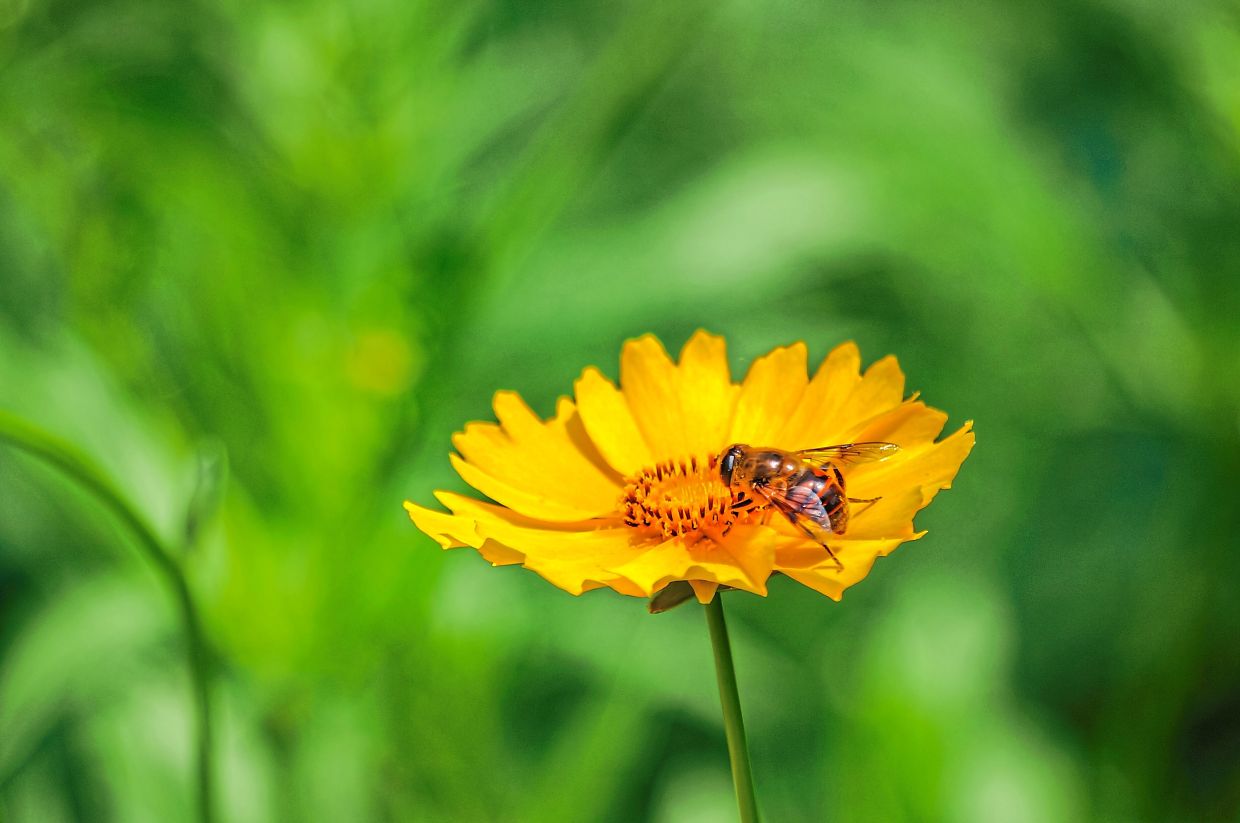 Cats vs bugs: Watch out for these creepy crawlies if your cat likes the ...