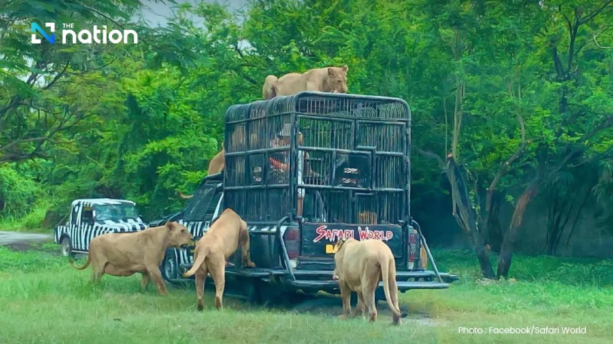 Thailand's Safari World vows urgent safety review after zookeeper killed in lion attack | The Star