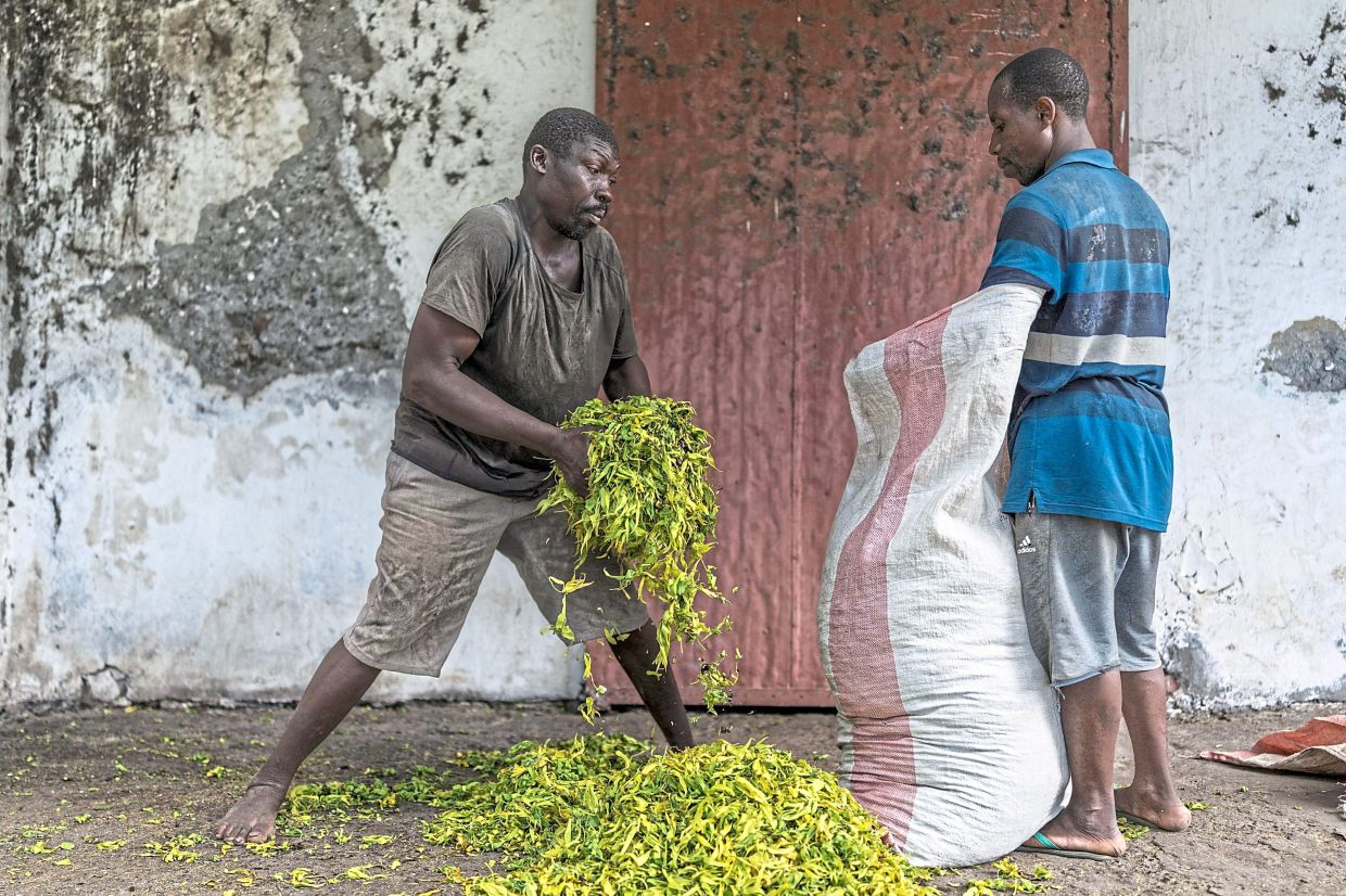 Farmers and NGOs unite to save the last forests of the Comoros | The Star