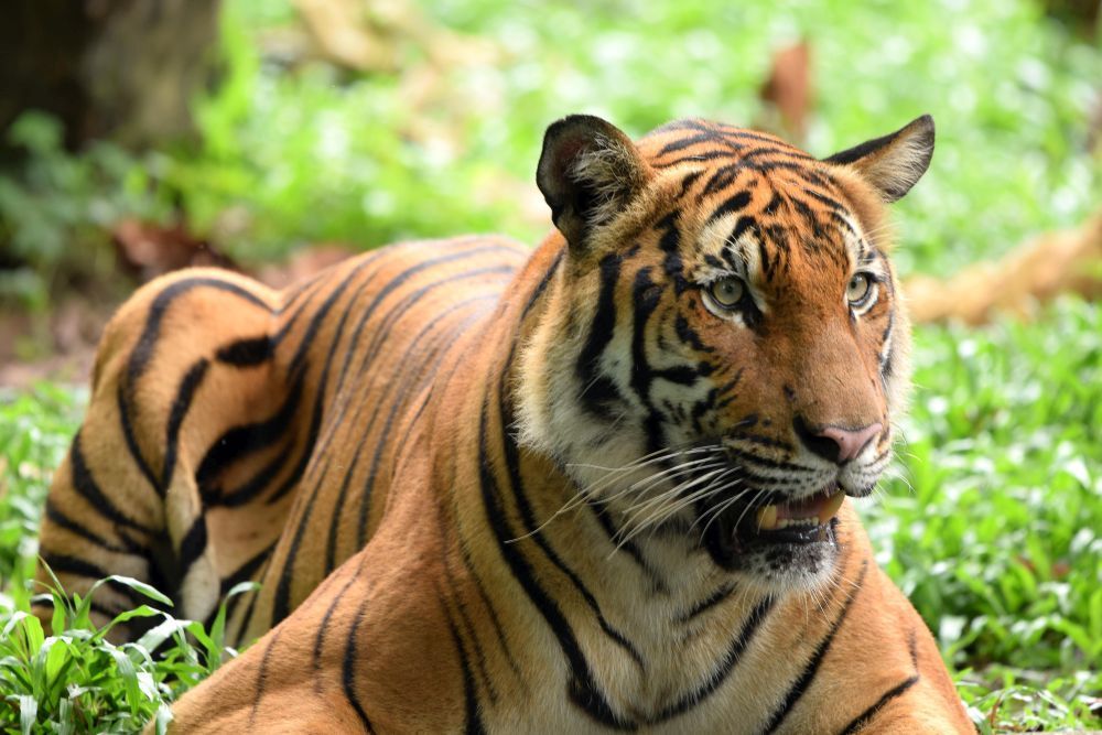 Poaching of endangered Malayan Tiger a national tragedy, says WWF ...