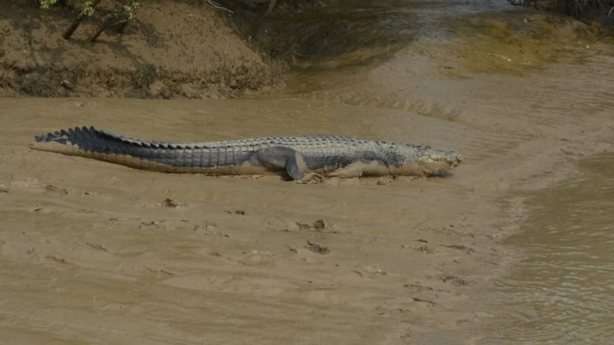 Furious crocodile lunges at woman, drags her to river in India's Odisha ...