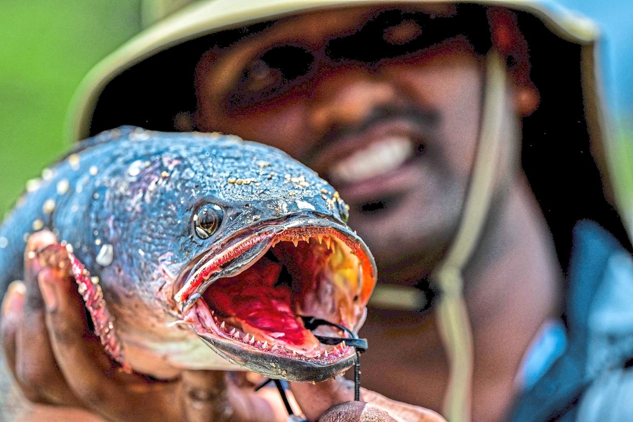 Reeling in anglers with cash to curb predatory fish | The Star