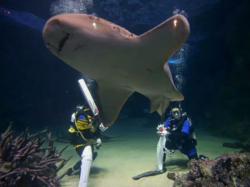 Australian researchers film rare leopard sharks mating in the wild ...