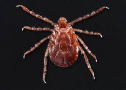 Singapore faces rising threat of tick-borne diseases | The Star