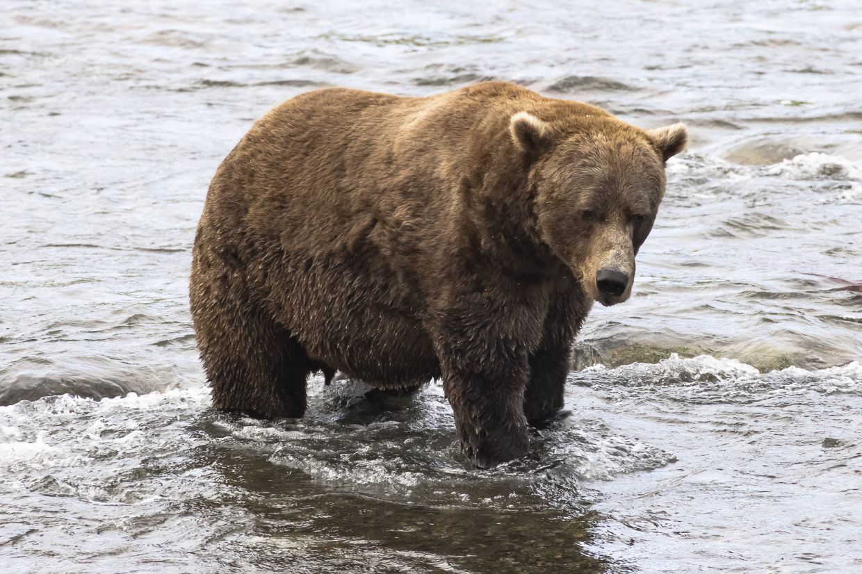 Chubby champ: Fat Bear Week crowns winner | The Star