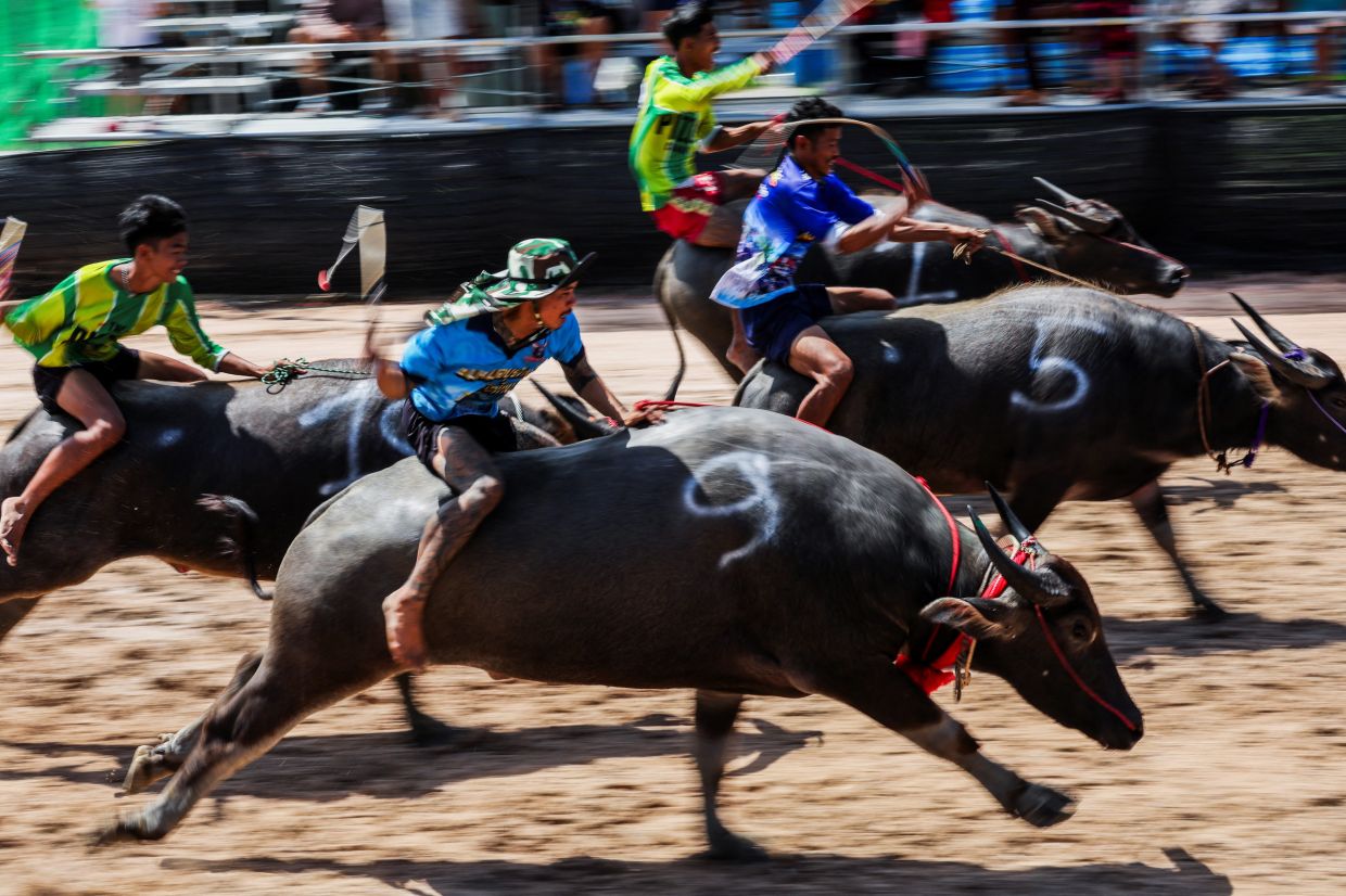 Beauty pageant for buffaloes in Thailand raises status of the humble ...