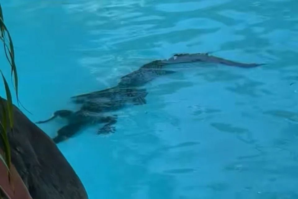 Baby crocodile lurks in Australian luxury hotel pool | The Star