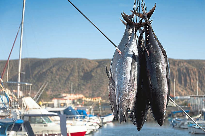 From overfished to sustainable: Tuna sushi isn’t headed for extinction ...