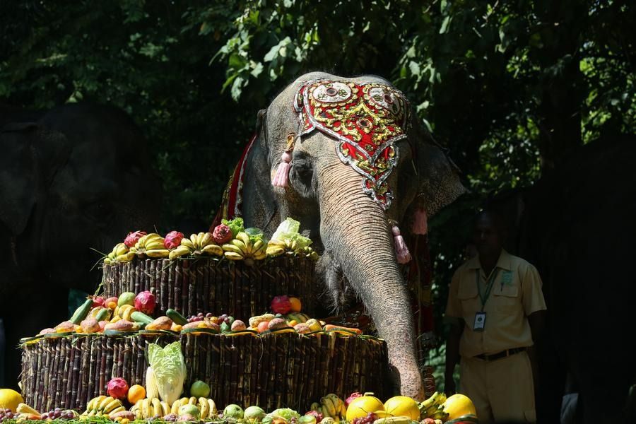 Myanmar's beloved elephant Momo celebrates 72nd birthday at Yangon ...