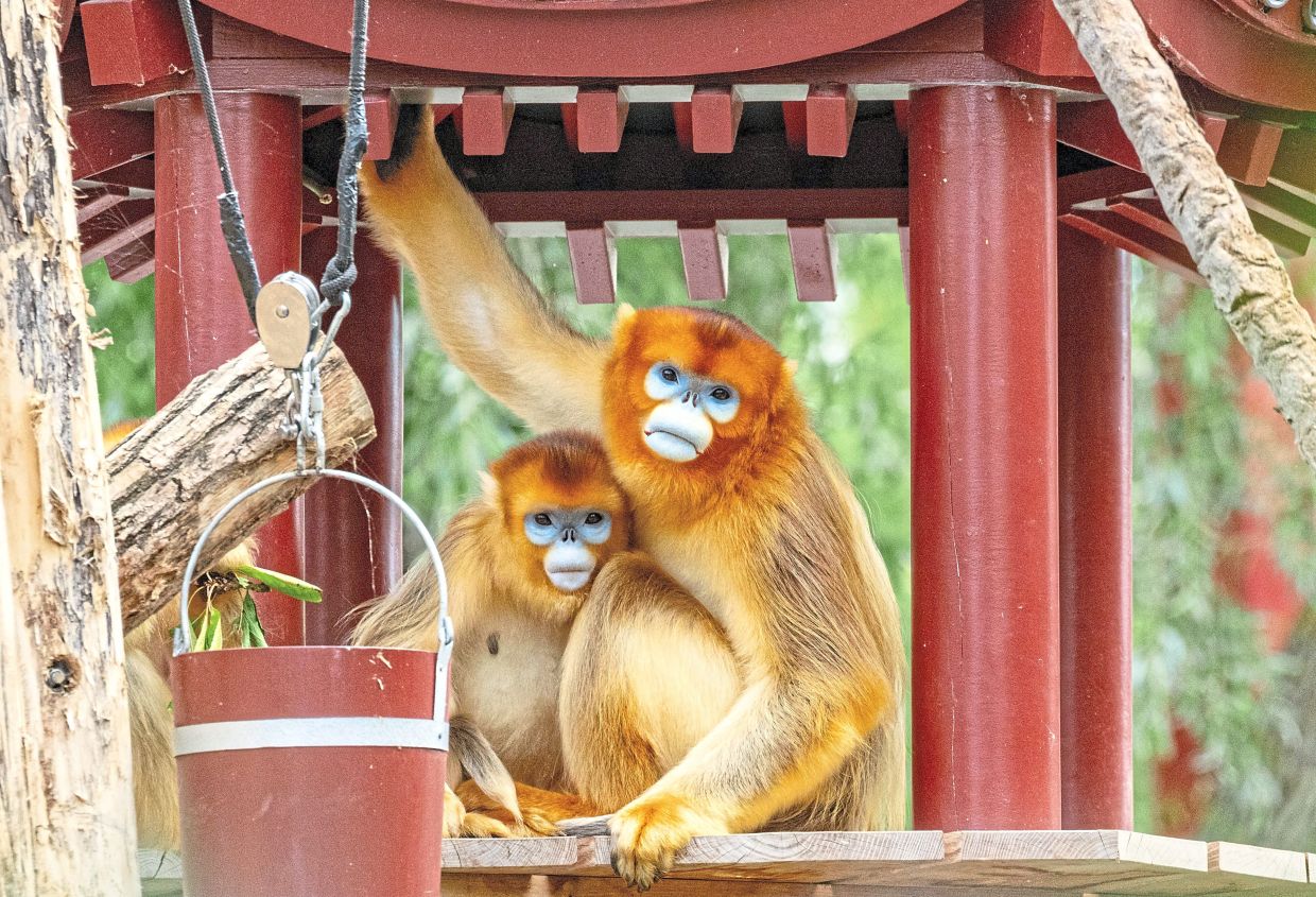 China's rare snub-nosed monkeys debut at European zoos | The Star