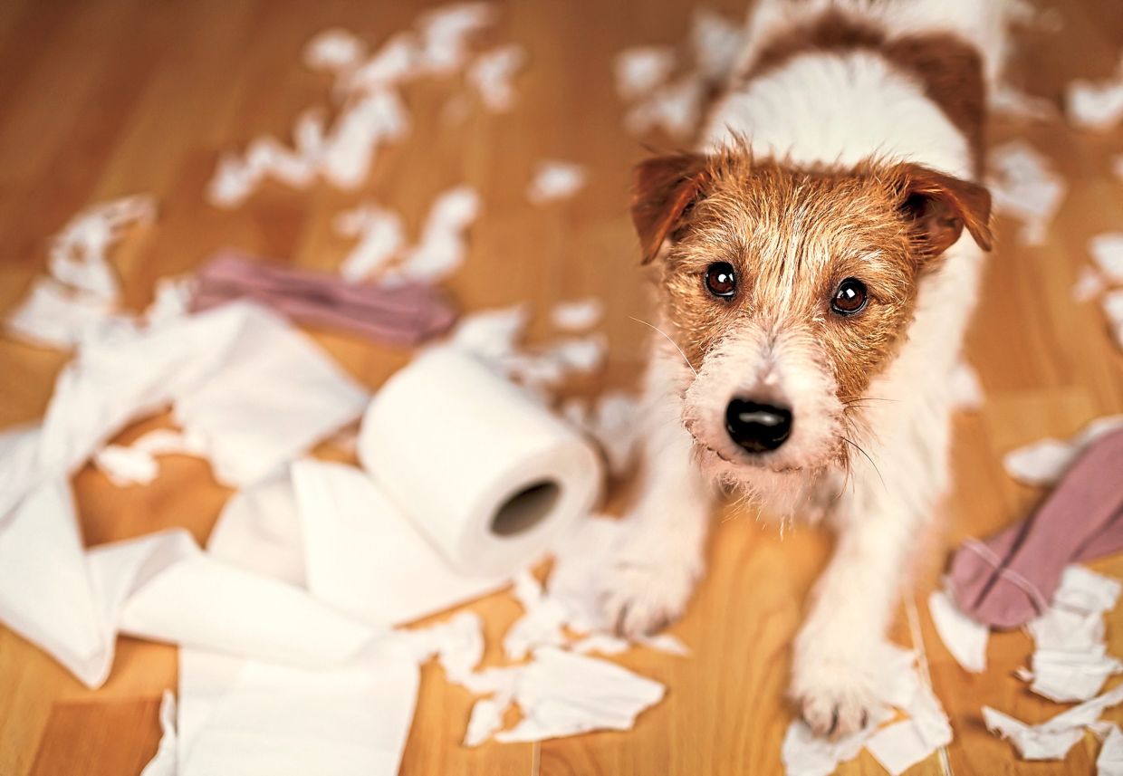 Tips on how to handle a hyperactive dog | The Star