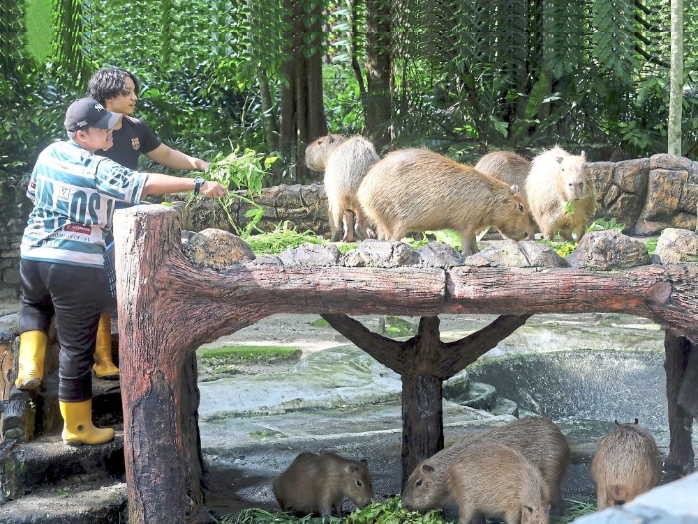 Volunteers making a difference at Zoo Negara | The Star