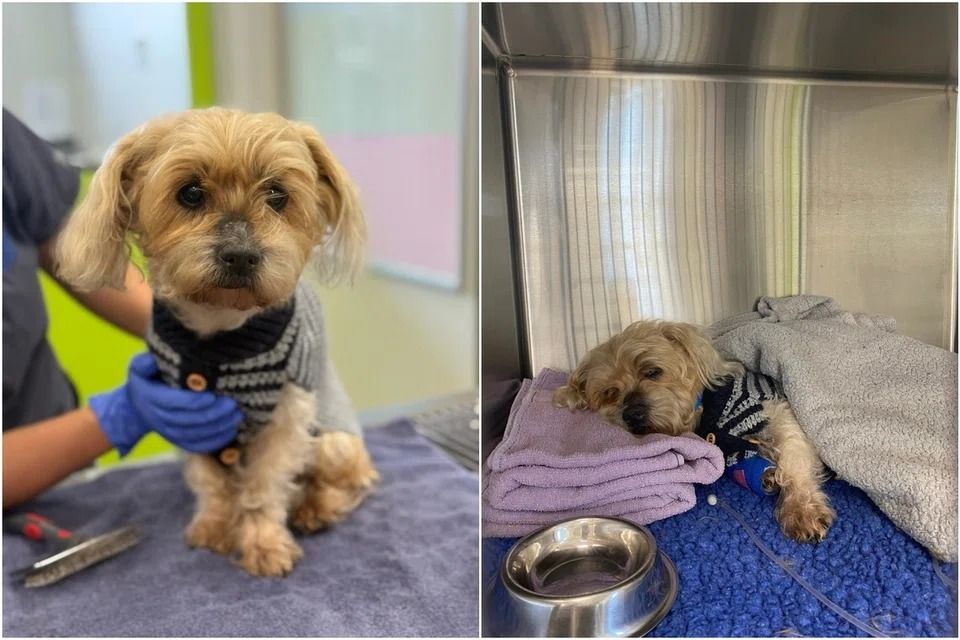 Missing dog finally found after 7 weeks in Australia’s bushland | The Star
