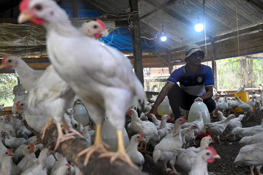 Danantara to pour US$1.2bil into poultry farms for free meals programme ...