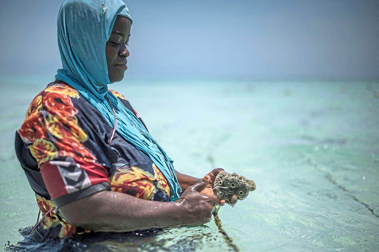 Beneath Zanzibar's warming waters lies hope for these women | The Star