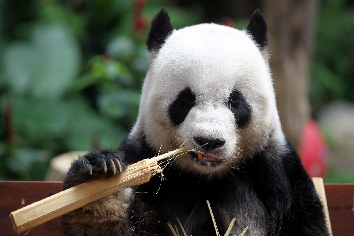 New panda pair landing today | The Star