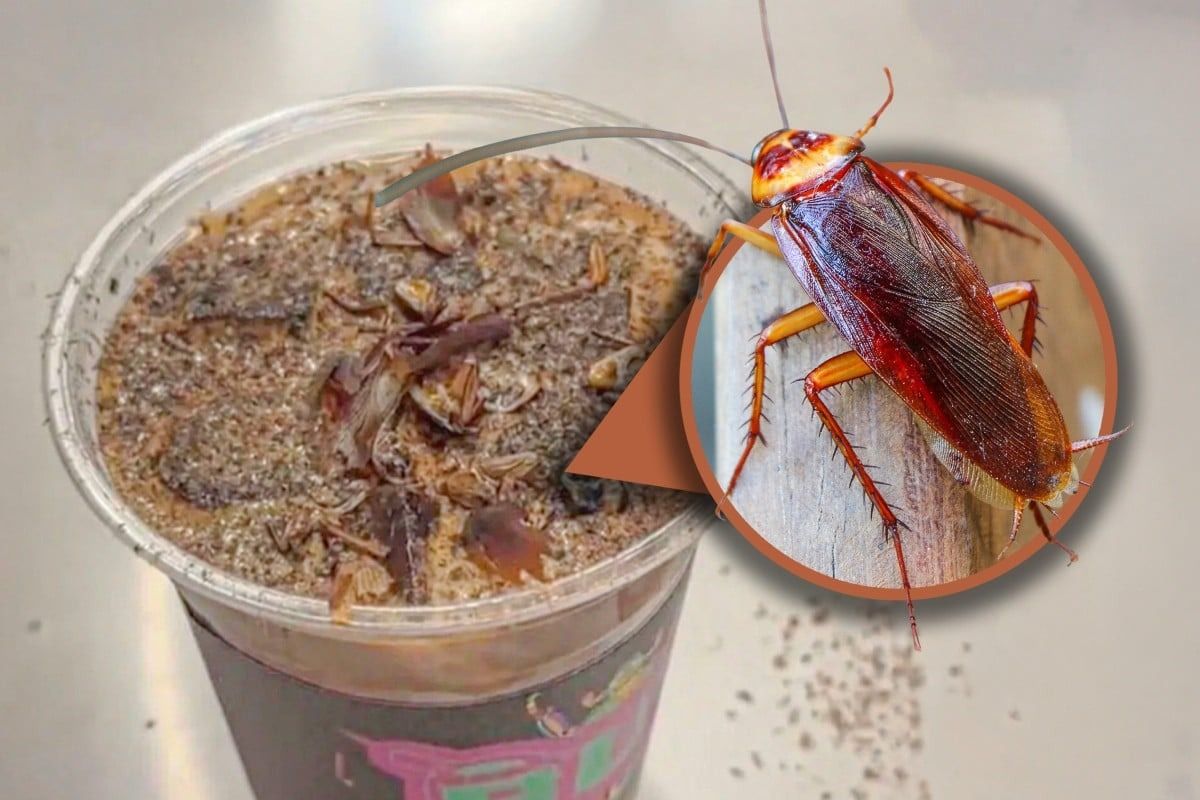 Cockroach coffee: China museum offers insect brew for US$6, assures ...
