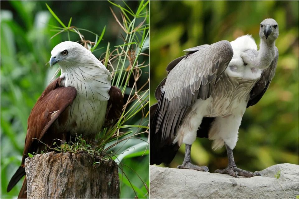Some birds in Singapore's Mandai Wildlife Reserve to be vaccinated ...