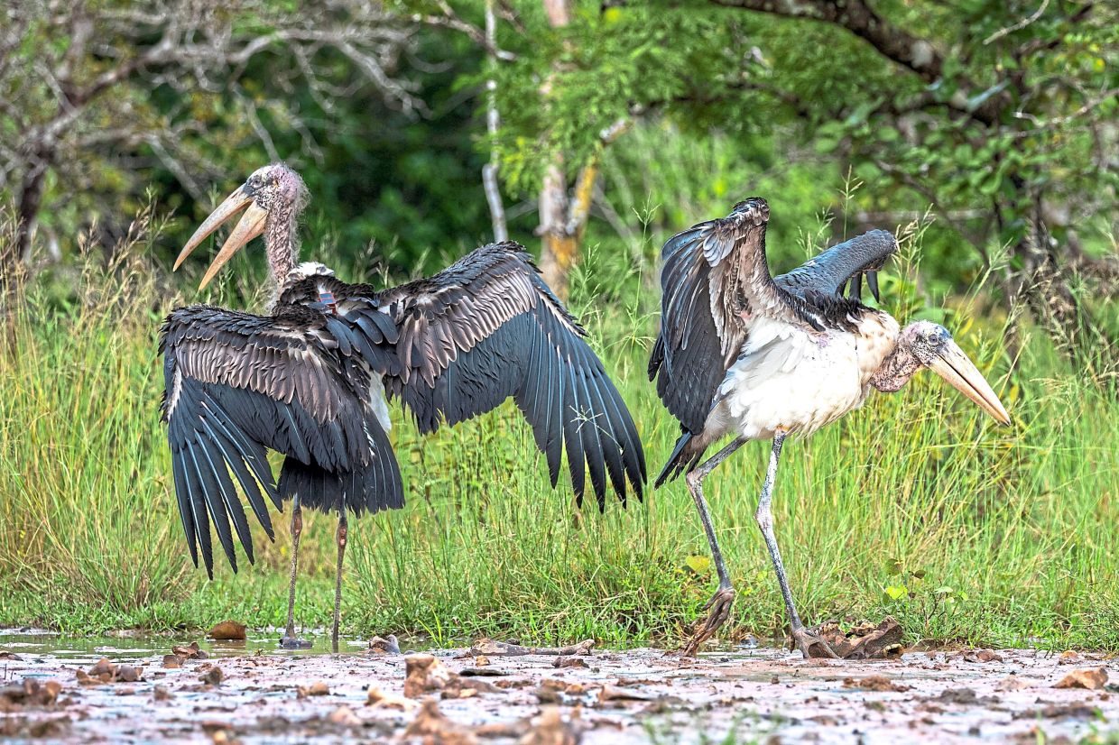 Storks freed in bid to revive species | The Star